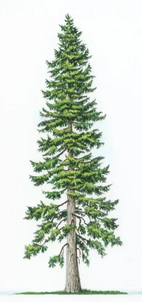 Douglas Fir Tree