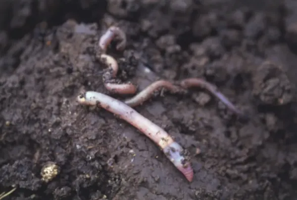 Picks Of Worms In Ground