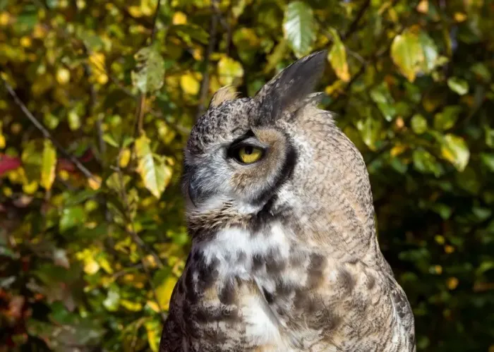 Great Horned Owl Profile