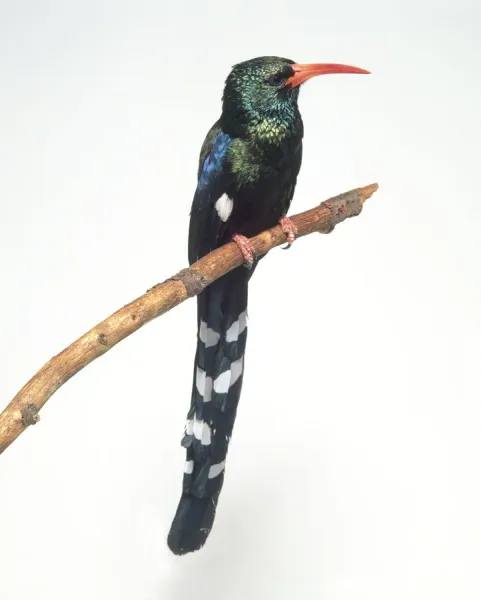 Wood Hoopoe