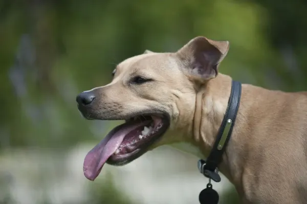 Dog Head Side View