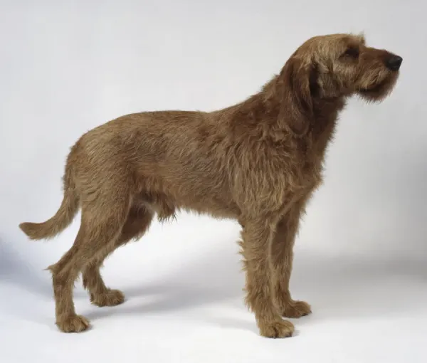 Griffon Fauve Bretagne (Hound, Dogs Domestic, Mammals)