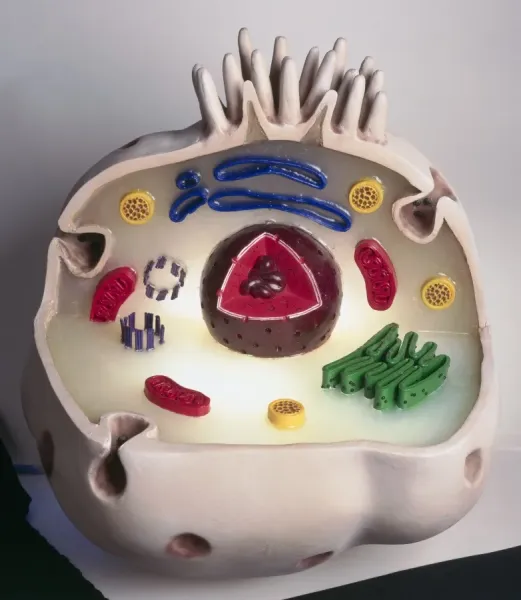 Lysosomes In A Animal Cell