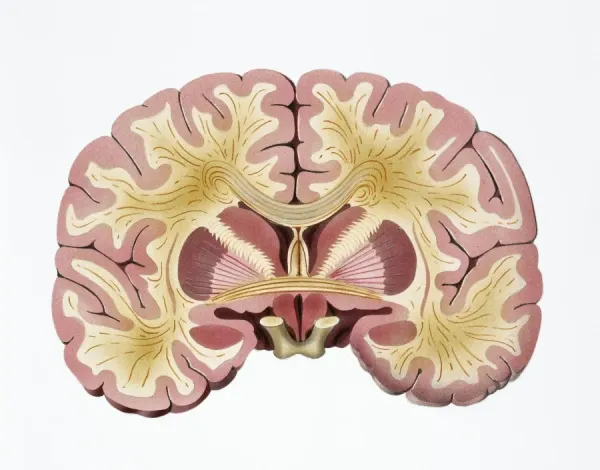 Coronal Section Of Brain Drawing