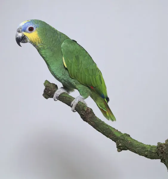 Orange Parrots
