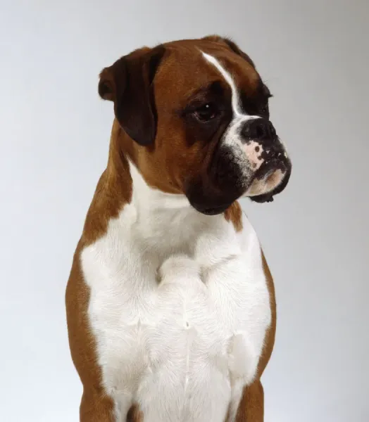White And Brown Boxer Dogs
