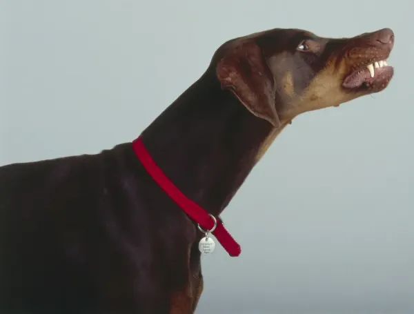 Snarling Doberman
