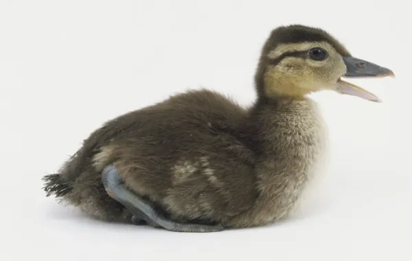 Duckling