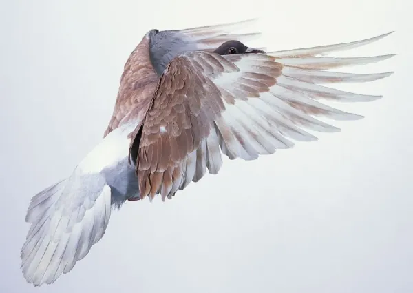 Bird Wings Side View