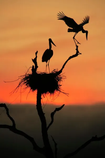 Jabiru Art Prints, Posters & Puzzles