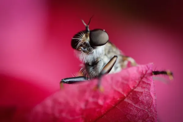 Beautiful Bugs Eyes A Fun Insect Study From A Bug's Eye View: