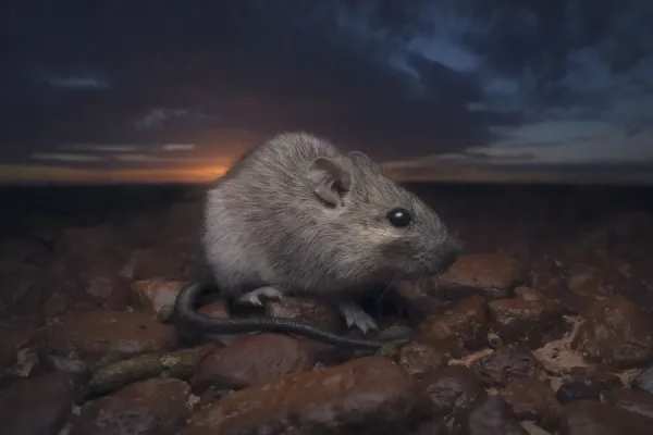 Long-haired Rat (Muridae, Mammals, Animals) Collection