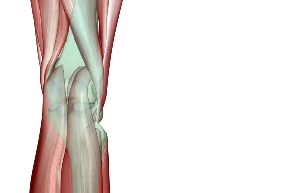 Biceps Femoris The Biceps Femoris Anatomy