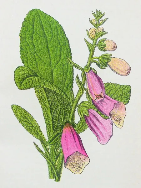 Digitalis Purpurea Drawing