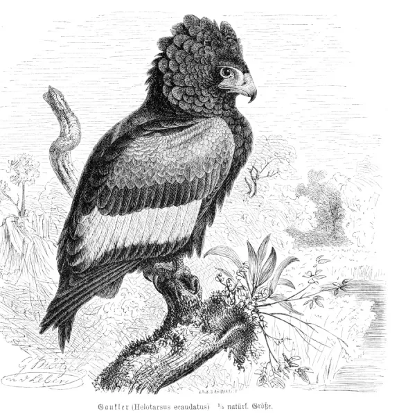 How To Draw A Bateleur Eagle N49_w1150 | Bird Illustration, Eagle Art,