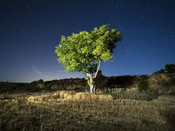 Field With Tree At Night