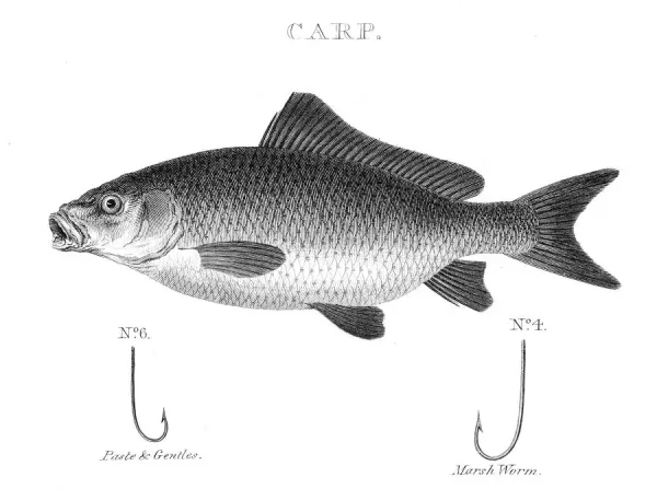 Common Carp Fish Diagram