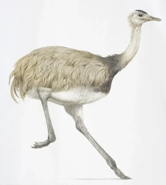 Greater Rhea Running