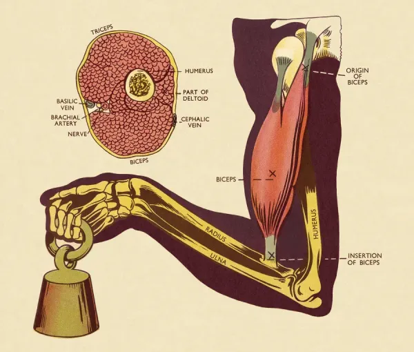Cephalic Anatomy Anatomy Drawing Diagram Labelled Diagram Showing The