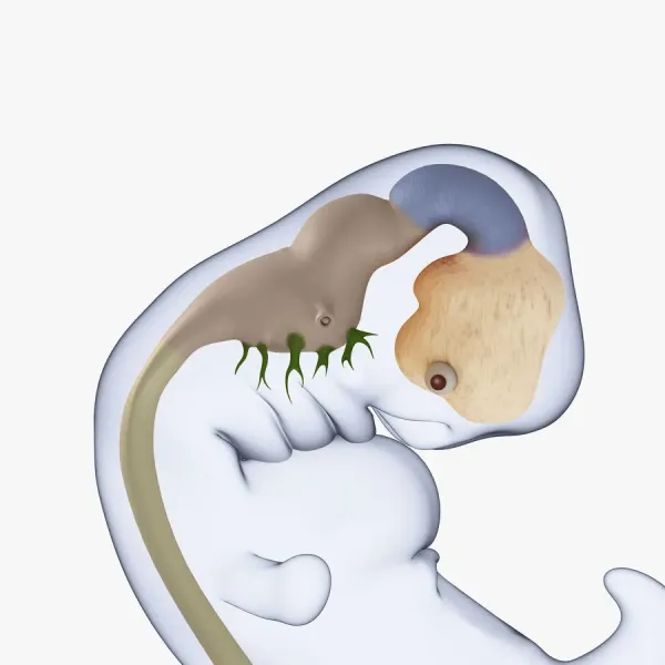 Human Embryo Tail