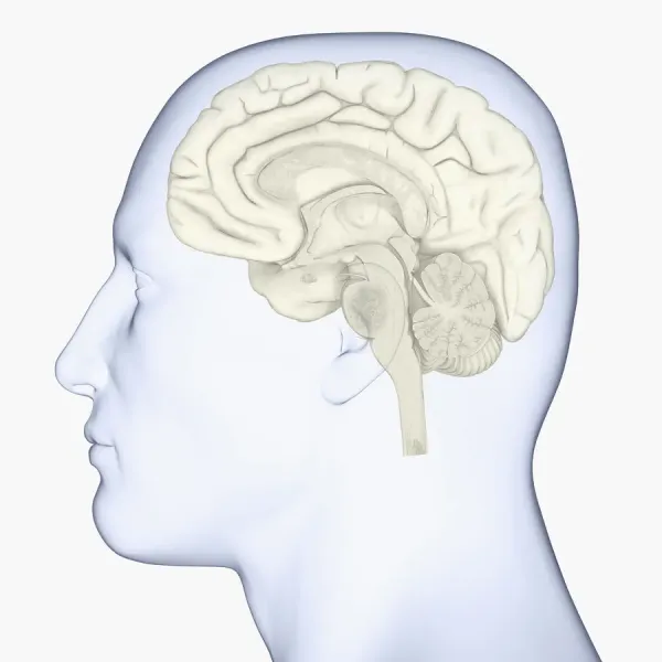 Human Head Profile With Brain