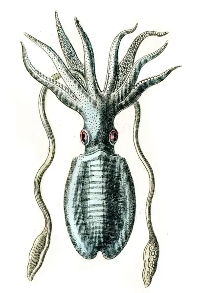 Giant Squid Art