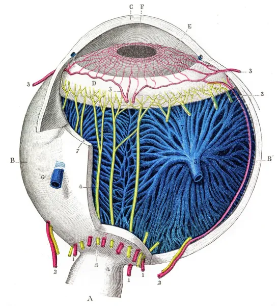 Eye Anatomy Diagram Art