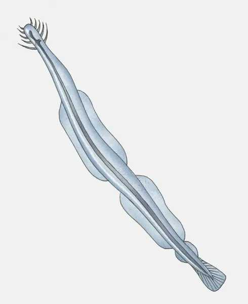 Arrow Worms