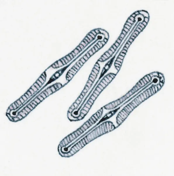 Diatom Drawing Wood Turned Art Inspired By Diatom Frustules