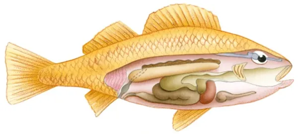Illustration of fish with cross section showing intestine