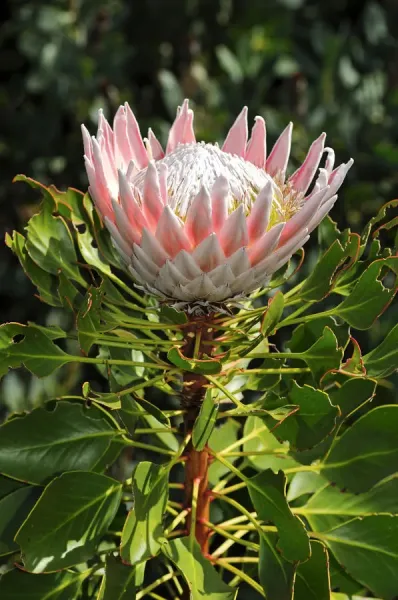 King Protea National Flower Of South Africa | Best Flower Site