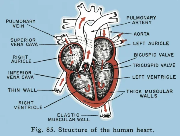 Human Heart Diagram Labeled