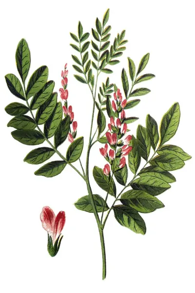 Licorice Plant Glycyrrhiza Glabra