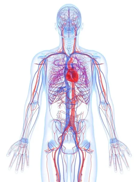 Human Circulatory System Diagram Unlabeled