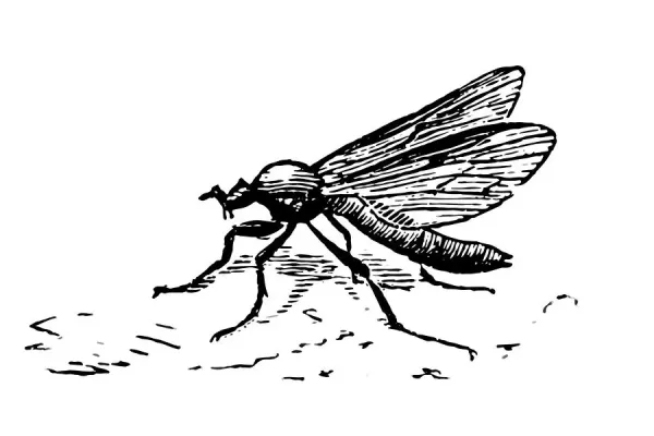 Gnat Drawing