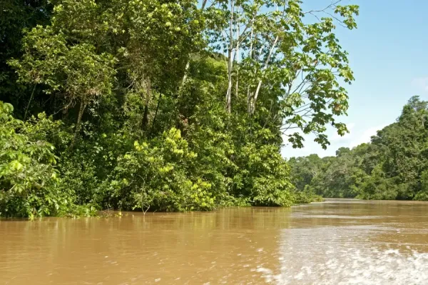 Rainforest, vegetation along the Tiputini river Our beautiful Wall Art ...