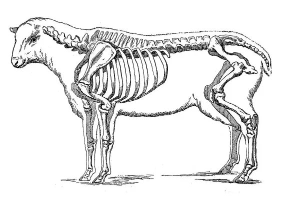 Animal Skeleton Line Drawings 2,239 Animal Skeleton High Res