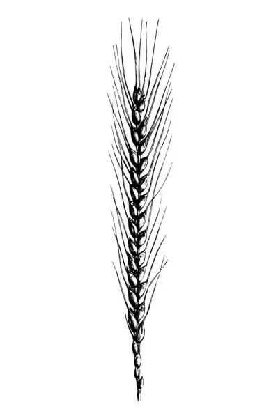 Wheat Stalks Black And White