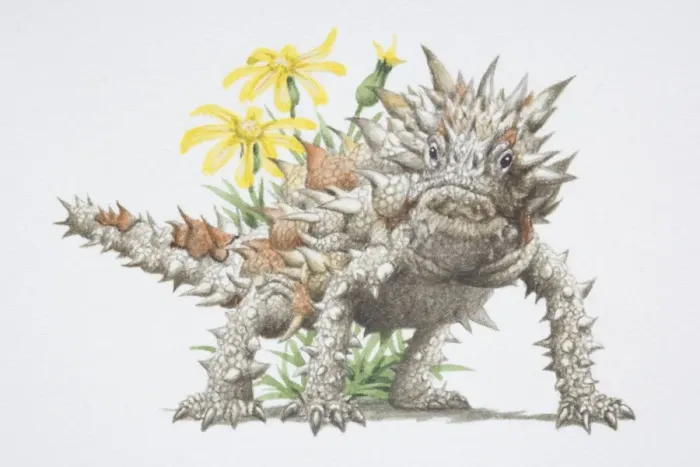 Thorny Devil Drawing