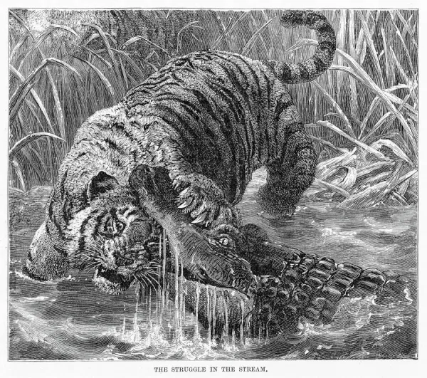 Alligator Vs Tiger
