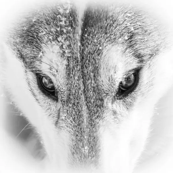 Wolf Eye Texture
