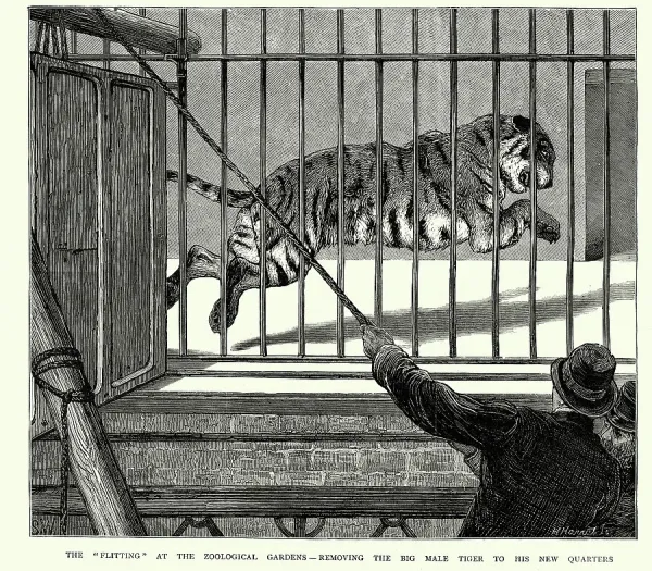 Zoo Cage Drawing Zoo Cages Craft