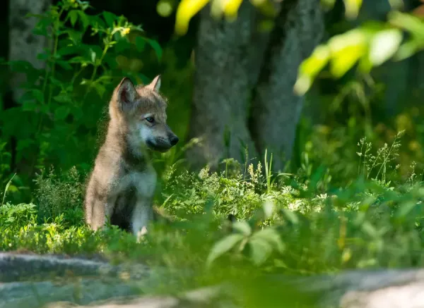 Cute Timber Wolf Pups