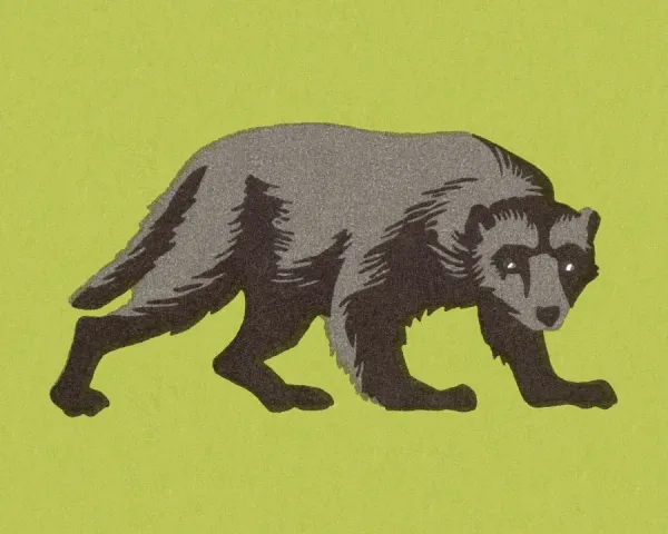 Yellow Wolverine Animal
