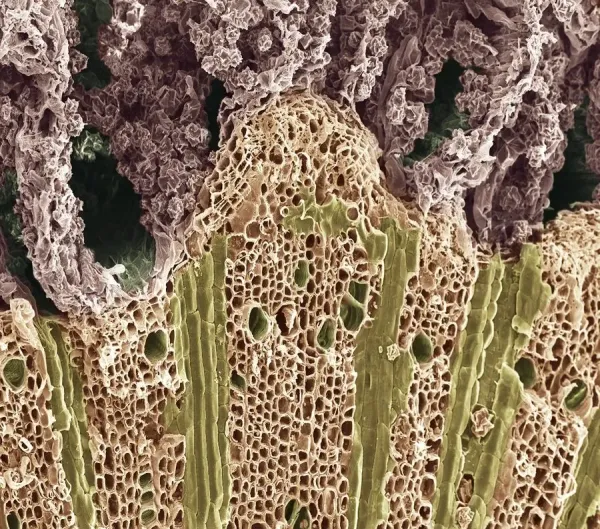 Electron Microscope Color