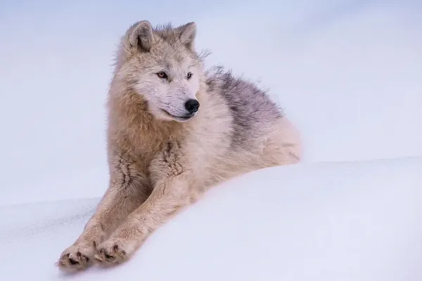 Arctic Wolf Art