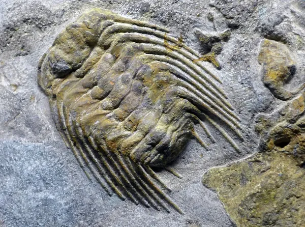 Trilobite Fossil