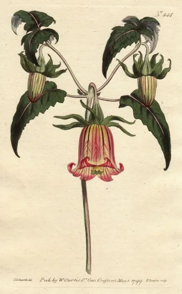 Drooping Flower Painting Page 3 | Droopy Flower Images Free Download