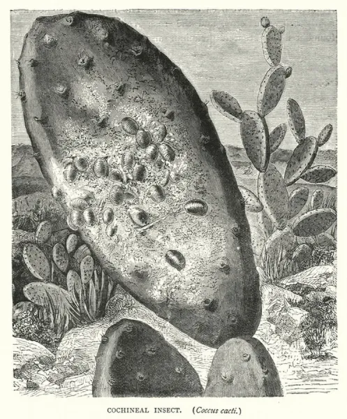 Coccus Cacti