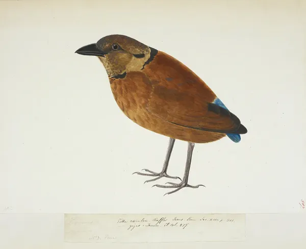 Giant Pitta, Pitta caerulea from the Raffles Collection